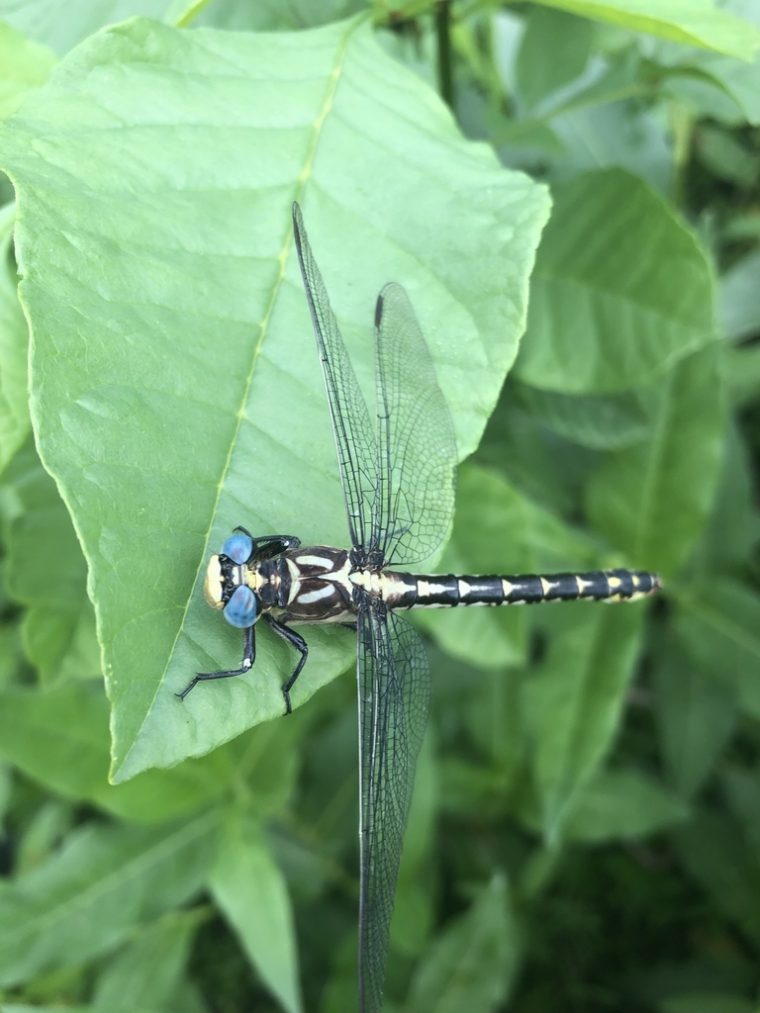 In Our Backyard: Olive Clubtail Dragonfly - Thompson-Nicola ...