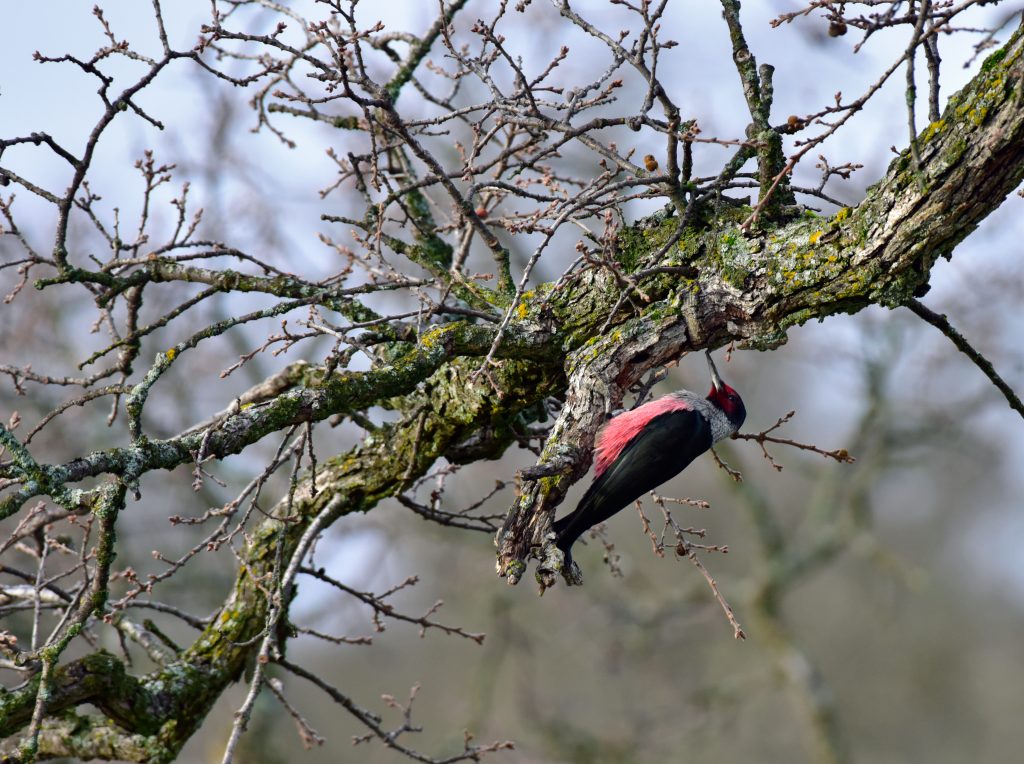 In Our Backyard: Lewis's Woodpecker - Thompson-Nicola Conservation ...