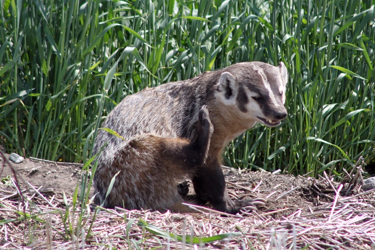 In Our Backyard: American Badger - Thompson-Nicola Conservation ...