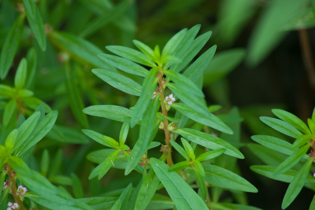 In Our Backyard: Toothcup - Thompson-Nicola Conservation Collaborative