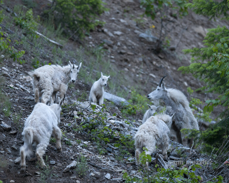 In Our Backyard: Mountain Goat - Thompson-Nicola Conservation Collaborative