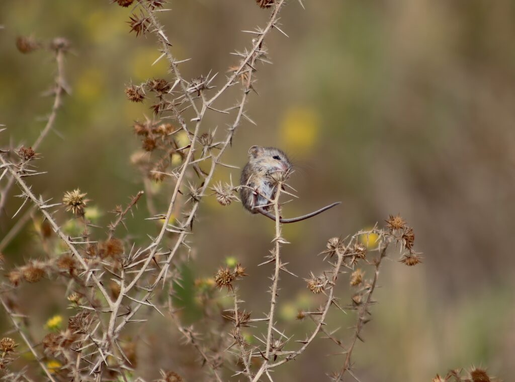 In Our Backyard: Western Harvest Mouse - Thompson-Nicola Conservation ...