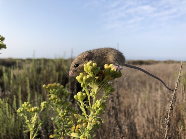 In Our Backyard: Western Harvest Mouse - Thompson-Nicola Conservation ...