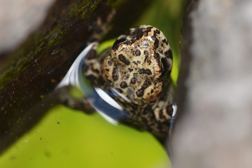 In Our Backyard: Western Toad - Thompson-Nicola Conservation Collaborative